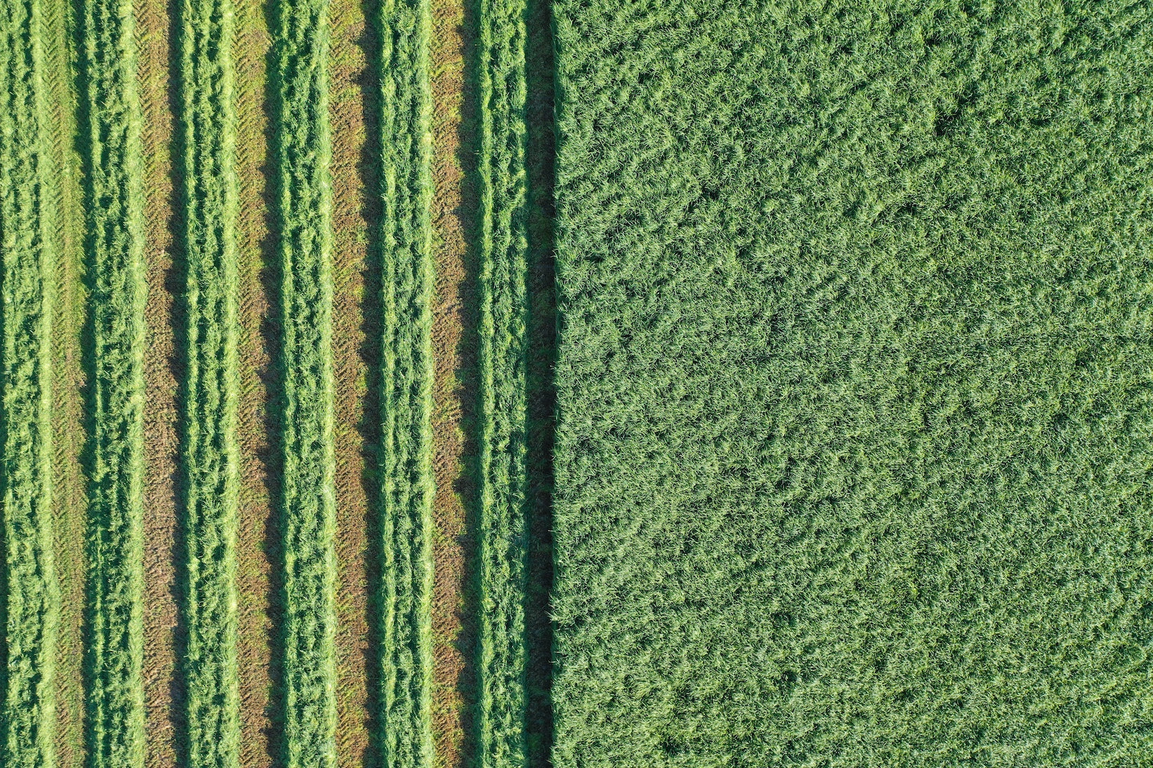 The 2019 season has started! – Timothy Hay | Hay Supplies UK