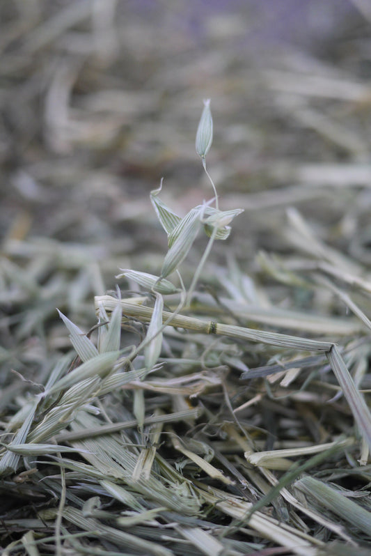 Timothyhay.co.uk - Supplying the UK with Quailty Timothy hay – Timothy ...