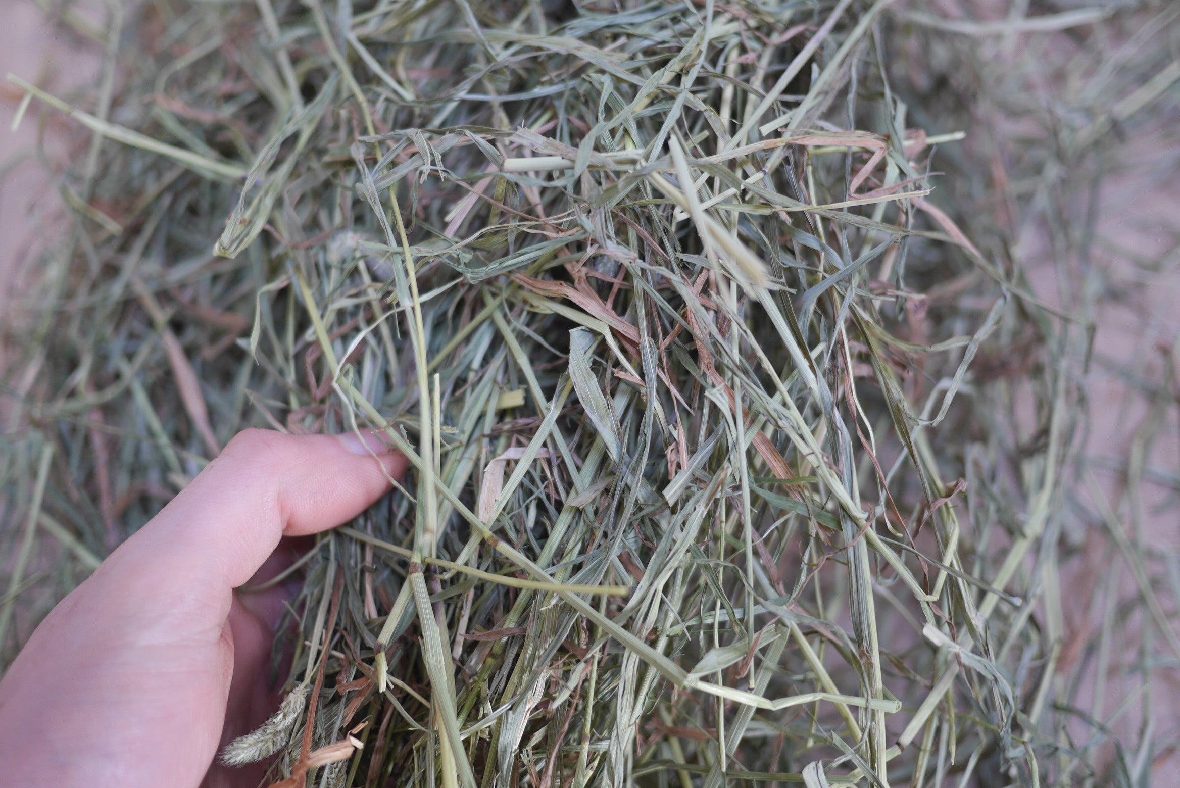 (2023) 8.5kg of Timothy Hay – Timothy Hay | Hay Supplies UK
